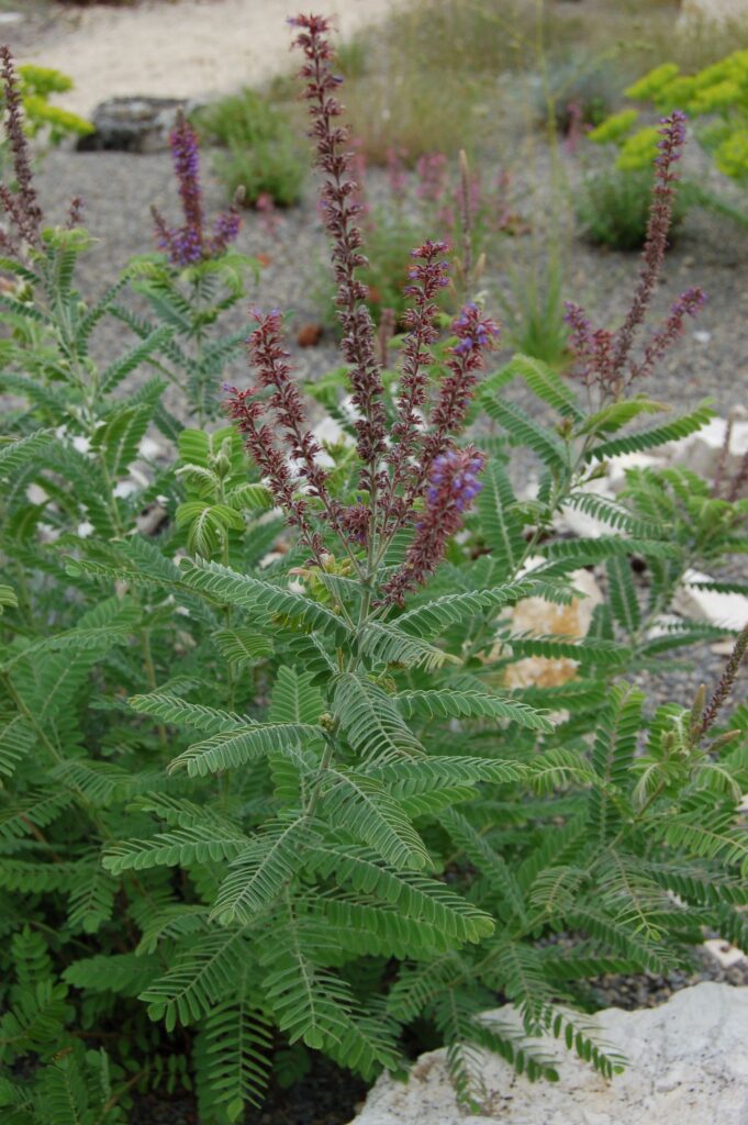 Bleiwurz - Amorpha canescens