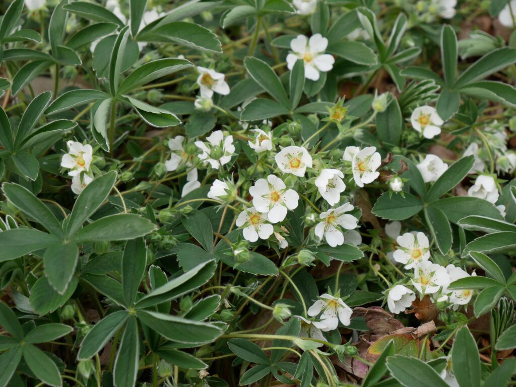 Fingerkraut - Potentilla alba