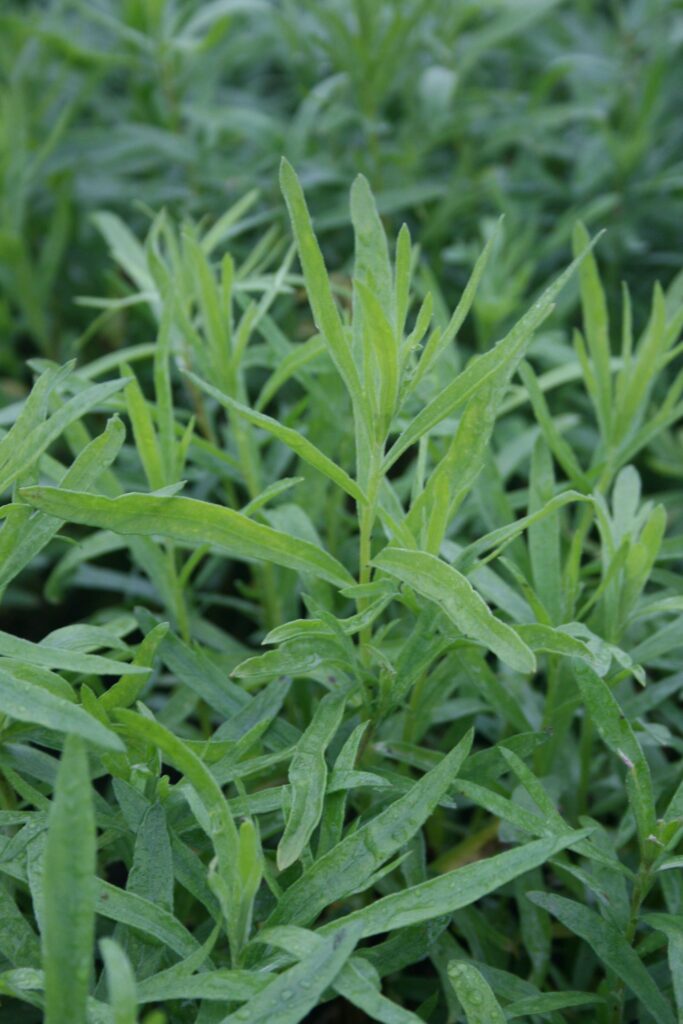 Französischer Estragon - Artemisia dracunculus 'Sativa'