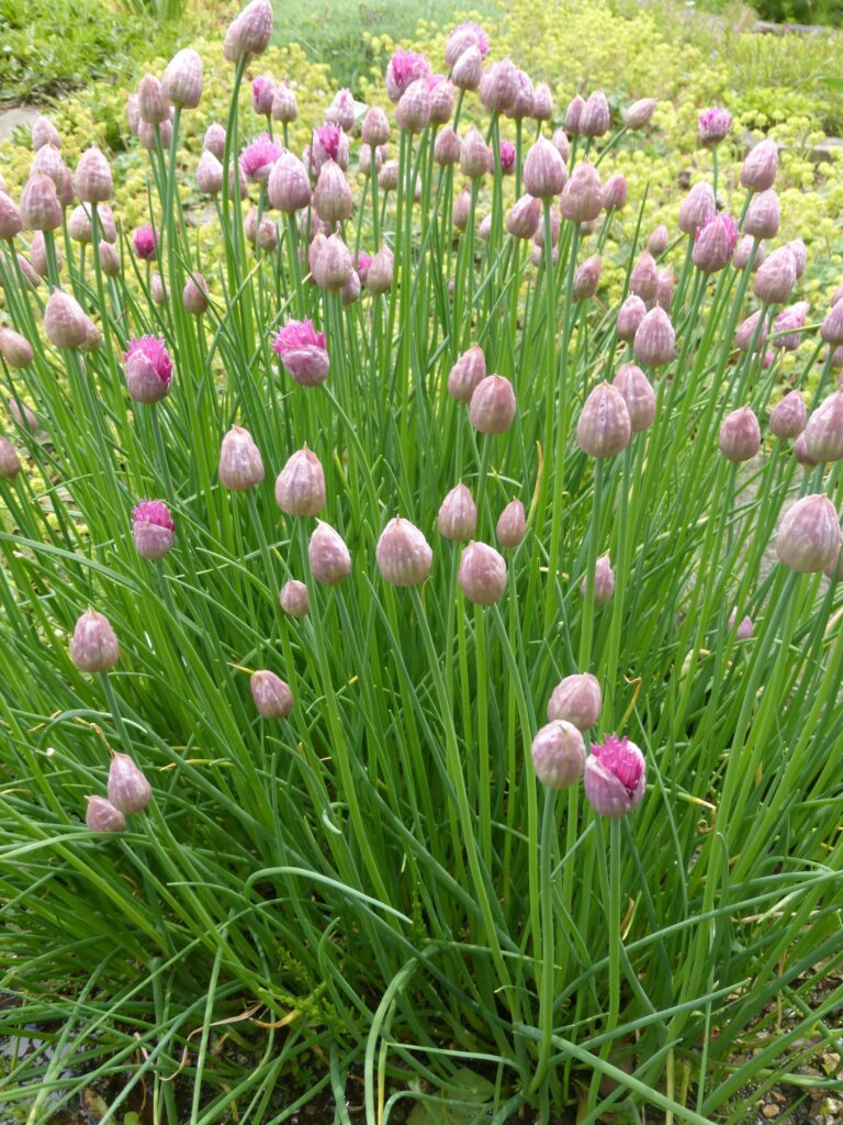 Schnittlauch - Allium schoenoprasum 'Forescate'