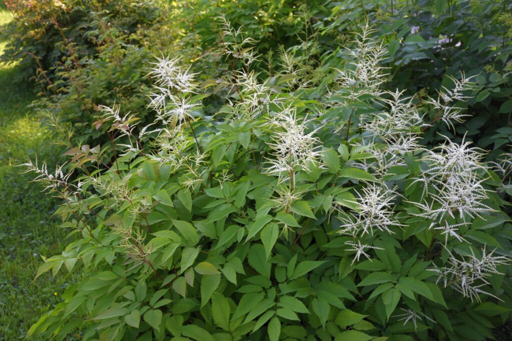 Geschlitzter Geißbart - Aruncus dioicus 'Whirlwind'