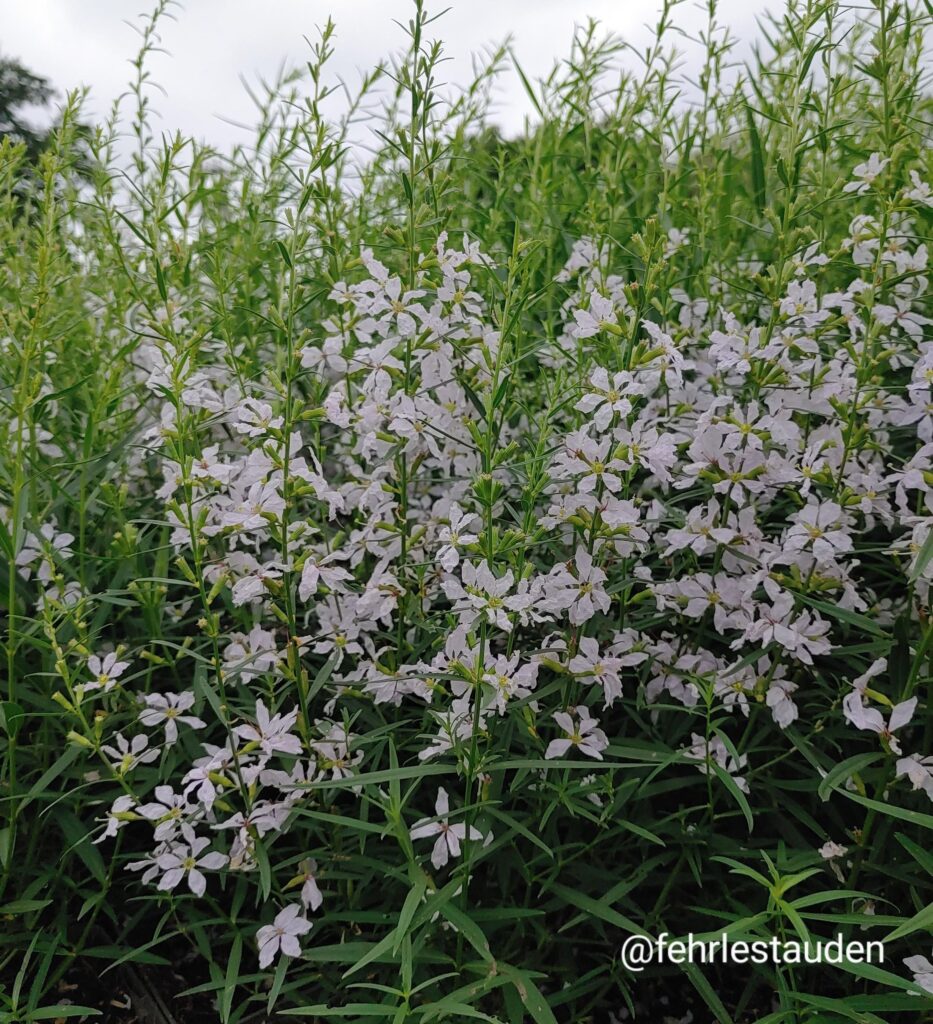 Ruten-Weiderich - Lythrum virgatum 'White Swirl'